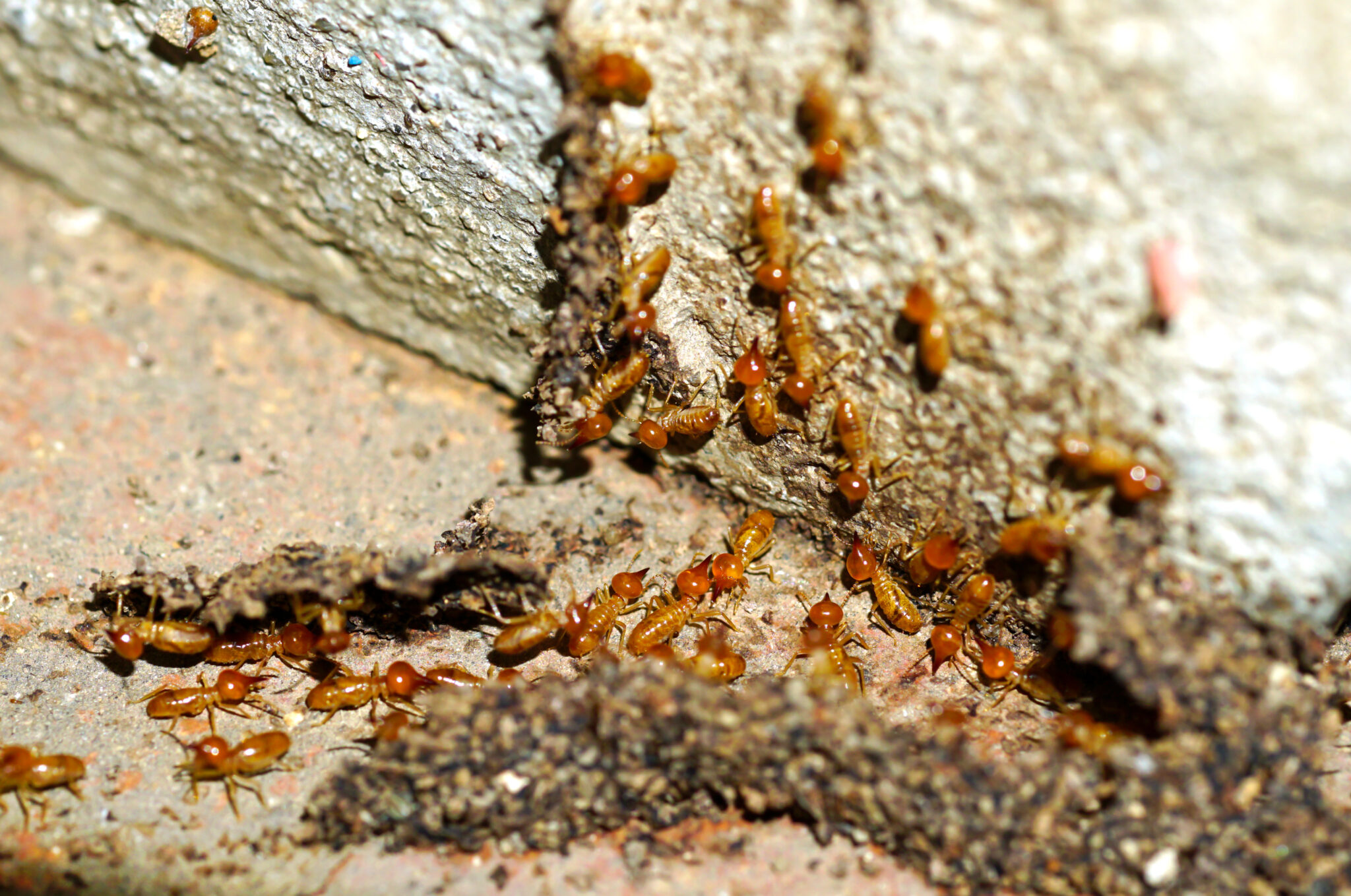 Termite Reticulation System Perth | Sherlock Pest management