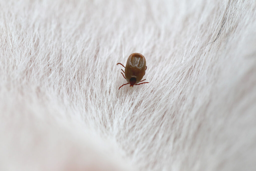 Flea Pest Control Perth | Flea Treatment and Control